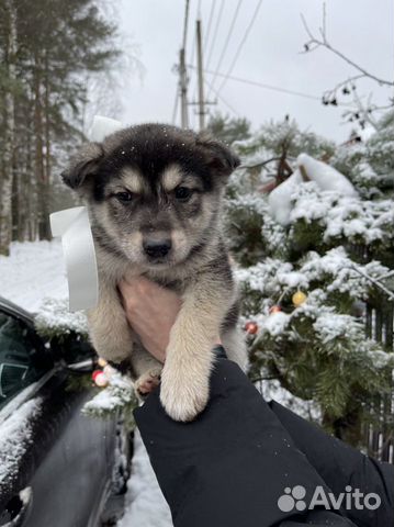 Щенок собака