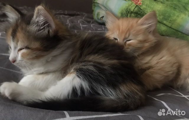Отдаю котят,отличный подарок на Новый год