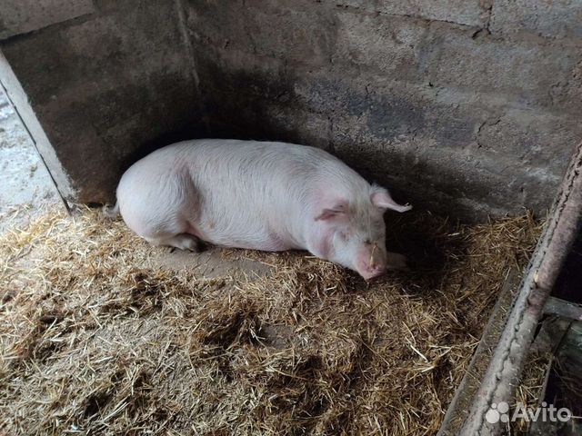 Поросенок ландрас