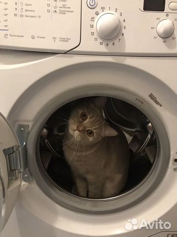 Шотландская кошка бесплатно