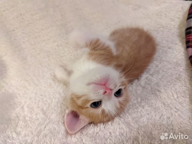 Крошечный рыжий котенок ищет дом