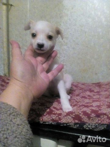 Веселые крошки