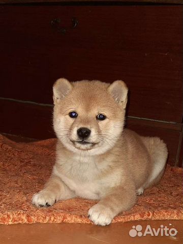 Продам щенков сиба ину