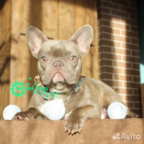 Французский Изабелловый Мачо