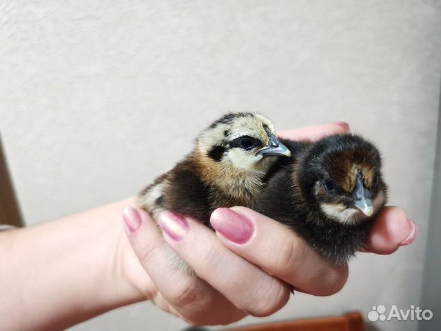 Лакеданзи