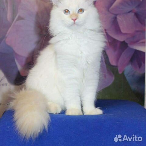 Невский маскарадный кот