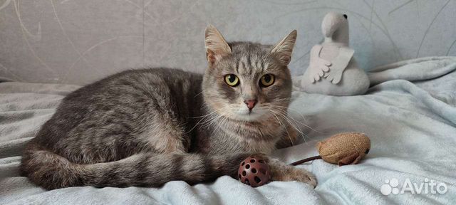 Молодой котик в дар