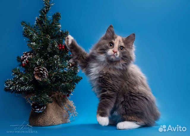 Кошечка курильский бобтейл