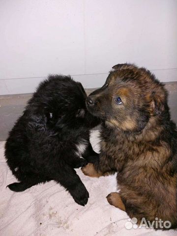 Подкинули щенков