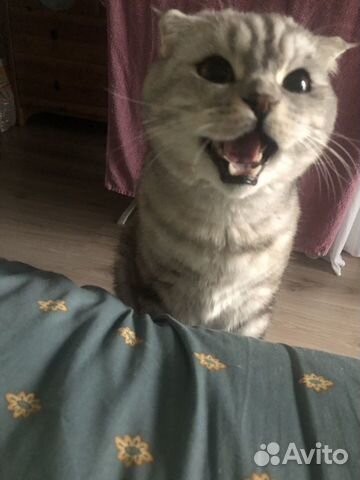 Отдам кота в добрые руки