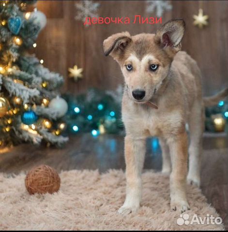 Щенки в добрые руки