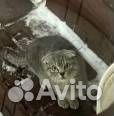 Котенок шотландец в добрые руки
