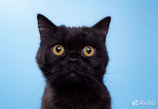 Шотландский кот черный короткошерстный