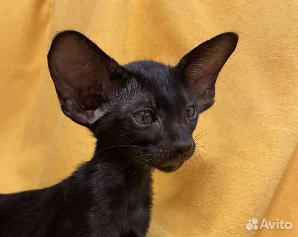 Ориентальные котята продажа