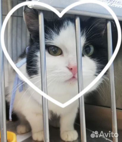 Завтра бывшедомашняя кошечка снова станет уличной