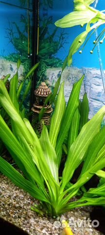 Аквариумные растения