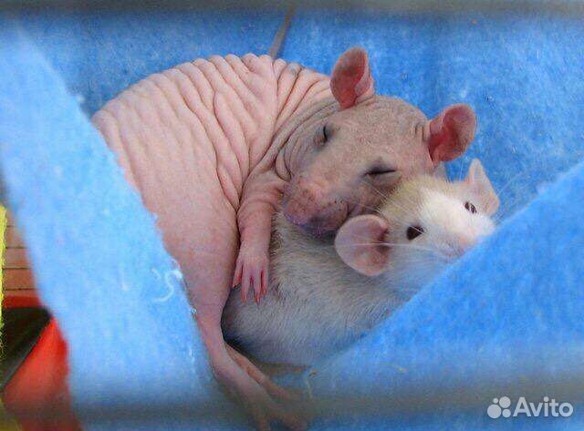 Крыса сфинкс