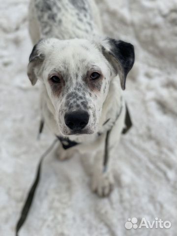 Далматин смесь с лабрадором