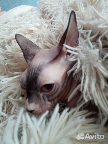 Канадский сфинкс бесплатно