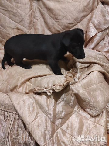 Ищет дом щенок мелкой Собачки Тоби