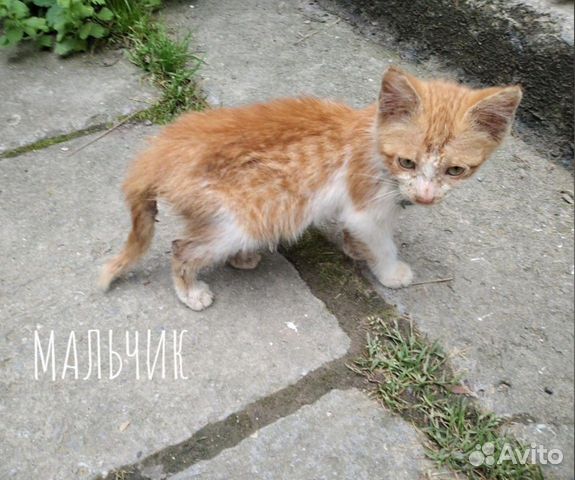 Рыжий красотун ищет семью