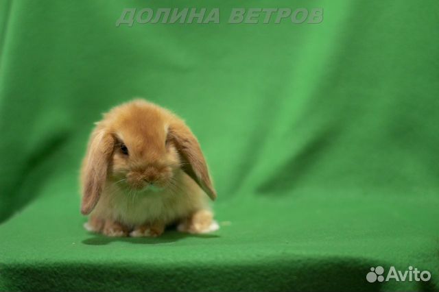 Кролик мальчик желтый вислоухий