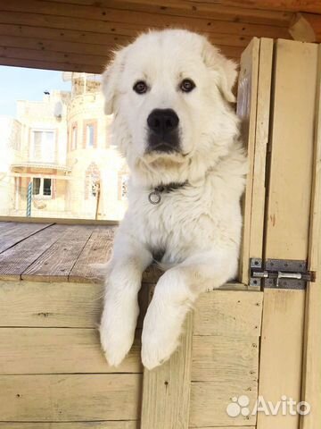 Мареммо-абруццкая овчарка