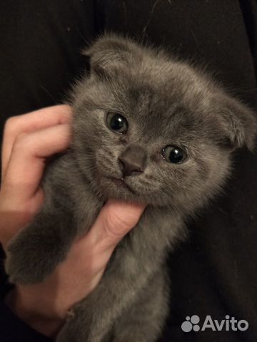 Котик