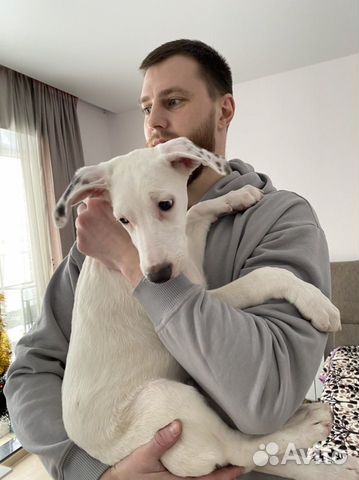 Собака в добрые руки