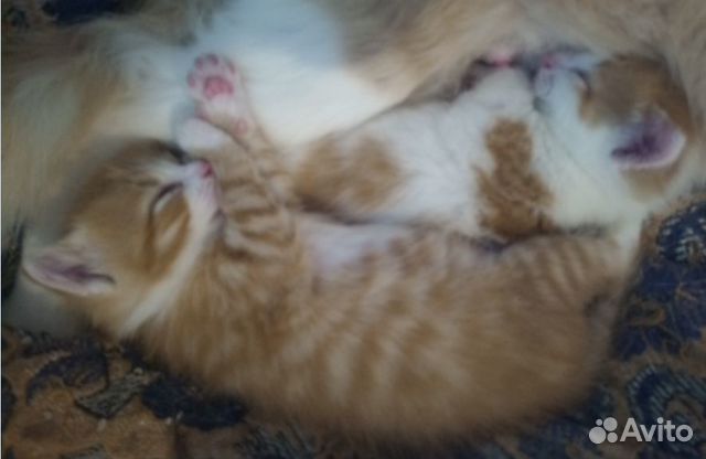 Котята отдам бесплатно