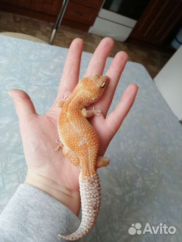 Эублефар самка