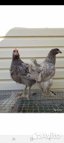 Цыплята доминант