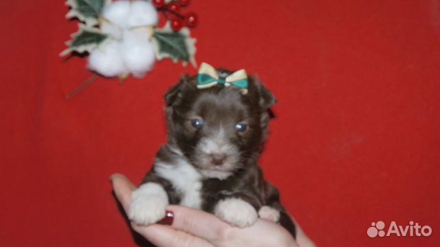 Щеночки от йорка и чихуа