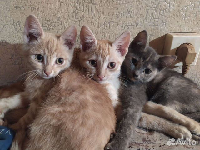 Кошки в добрые руки бесплатно