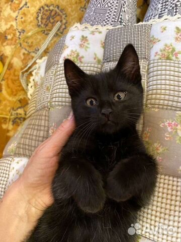 Кошки в добрые руки