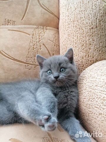 Котята помесные в хорошие руки