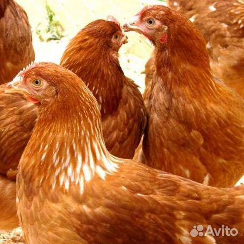 Куры молодки оптом