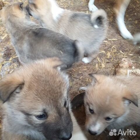 Щенки лайка 1 месяц,девочки.Сука рабочая