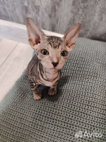 Донской сфинкс котята