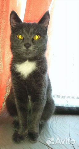 Отличная кошка охотница