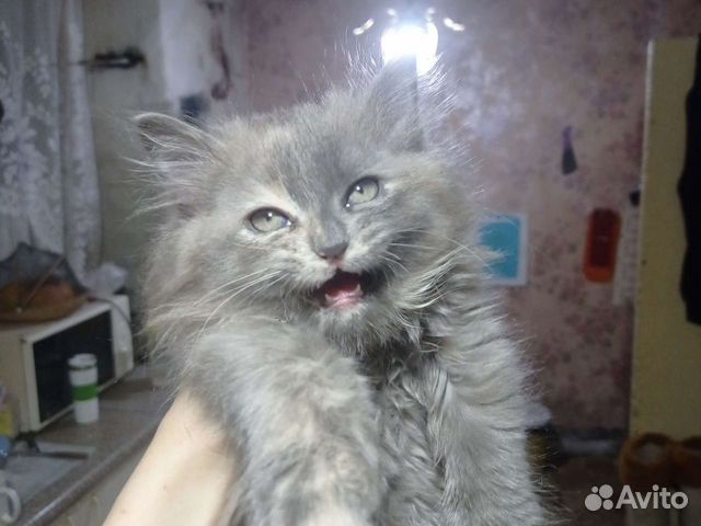 Тигрица-сибирячка