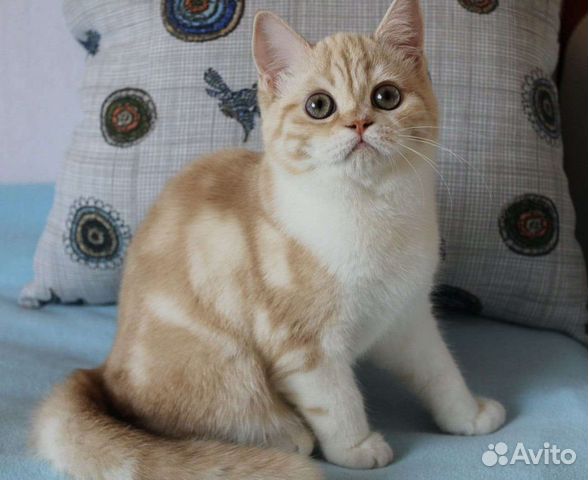 Скоттиш страйт котик