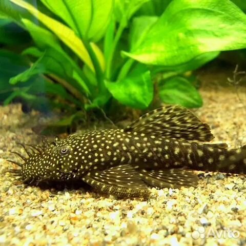 Анциструс, сом