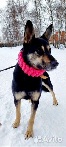 Пес из приюта