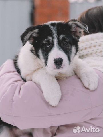 Щенок в добрые руки