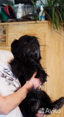 Небольшая собака в добрые руки в дар