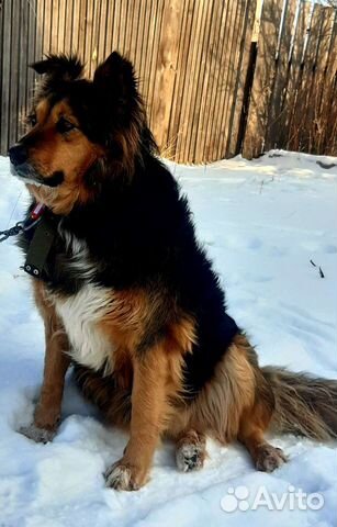 Отдам в добрые руки собаку