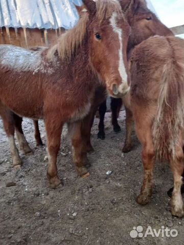 Лошадьжеребята