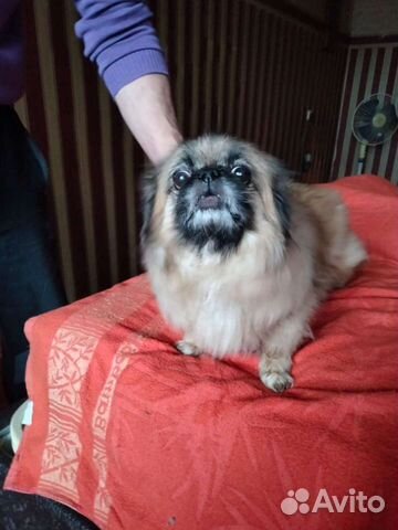 Пекинес найден в отрадном