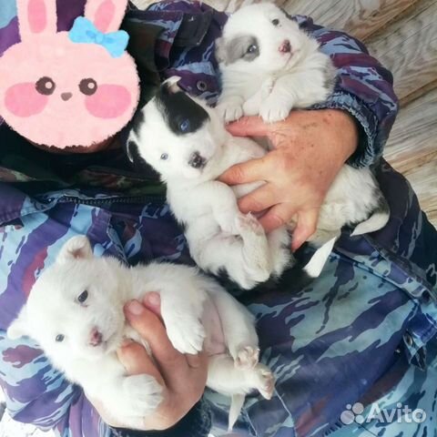 Щеночки в добрые ручки